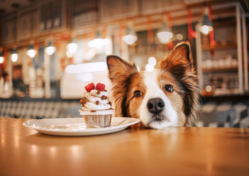 Pet friendly | Zomato