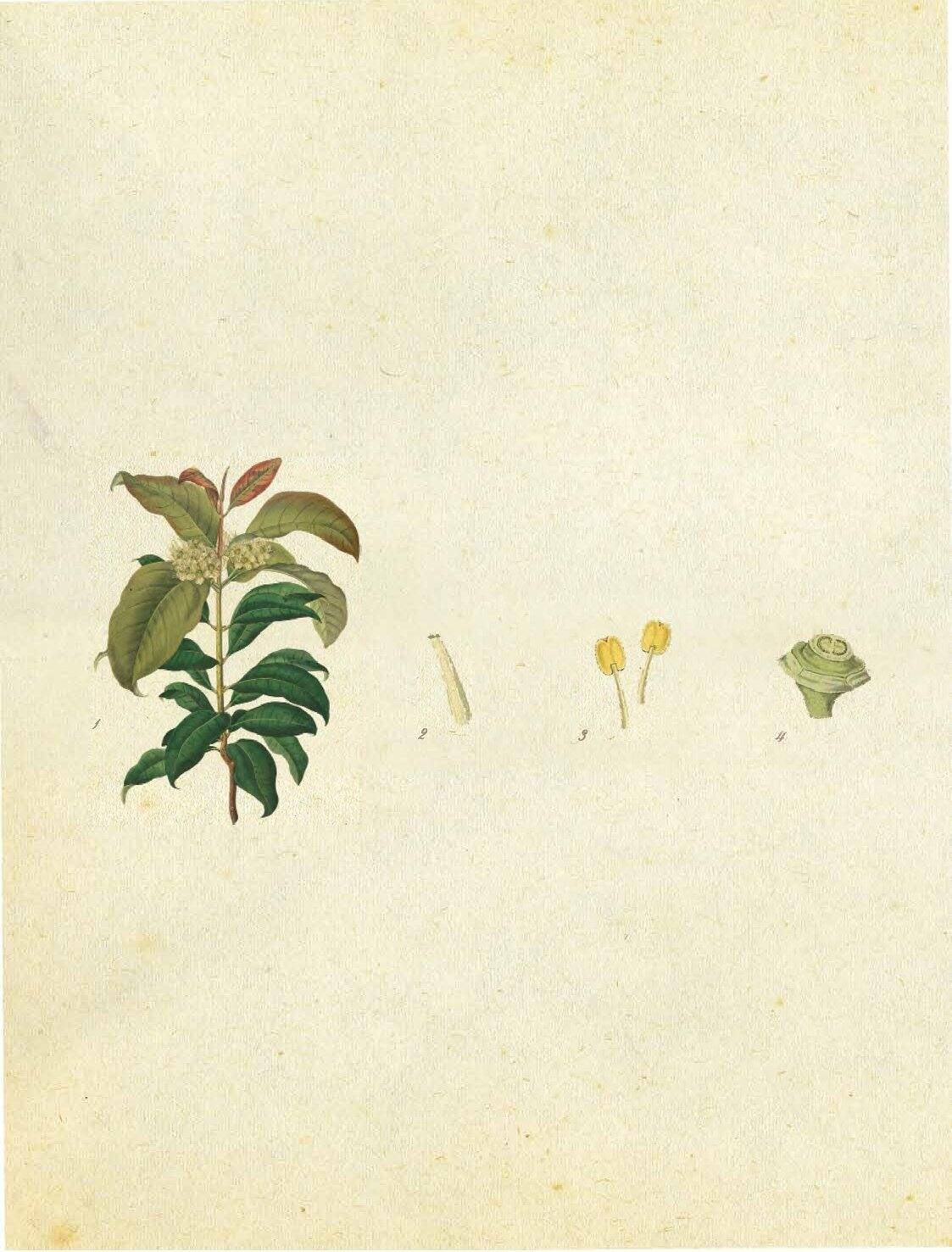 Menu at Bunga Rampai pub & bar, Jakarta, Jl. Teuku Cik Ditiro no. 35