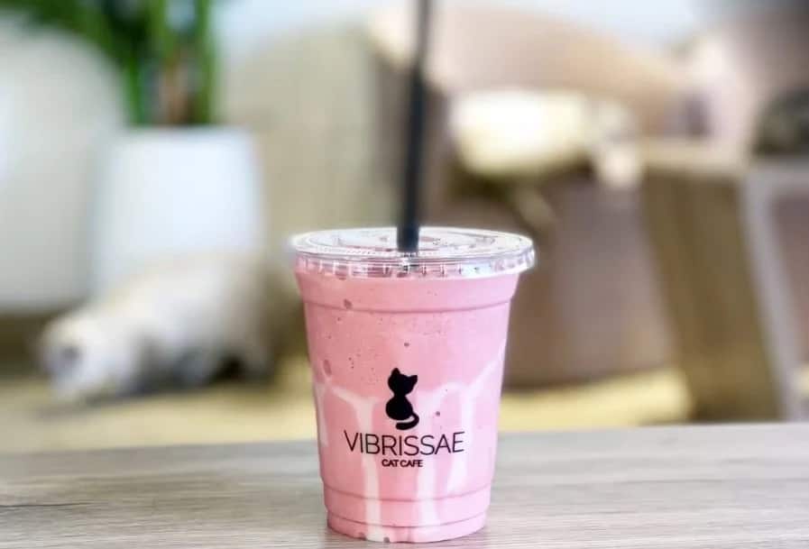 Vibrissae Cat Cafe, Al Safa, Dubai | Zomato