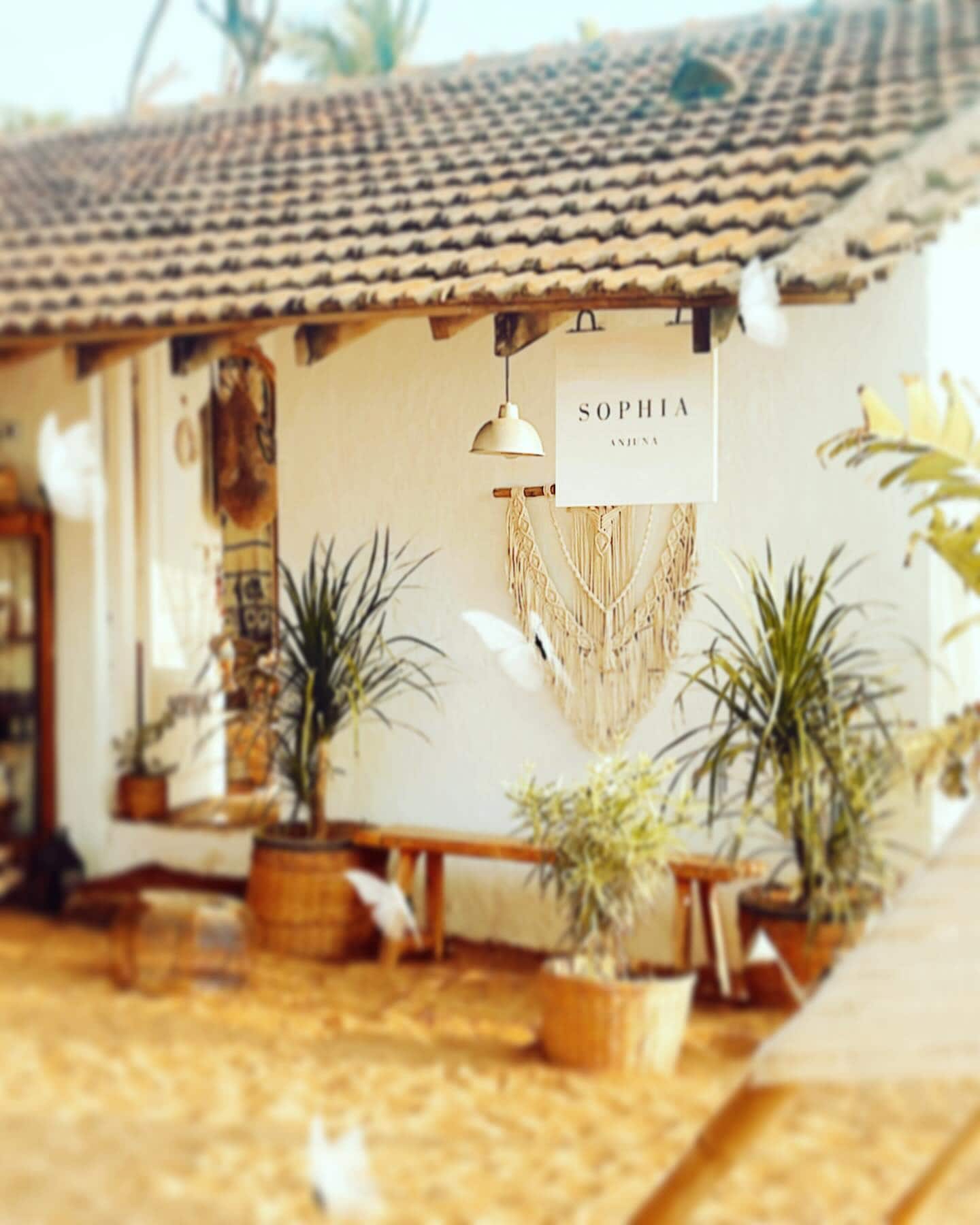 Eva Cafe, Anjuna, Goa | Zomato