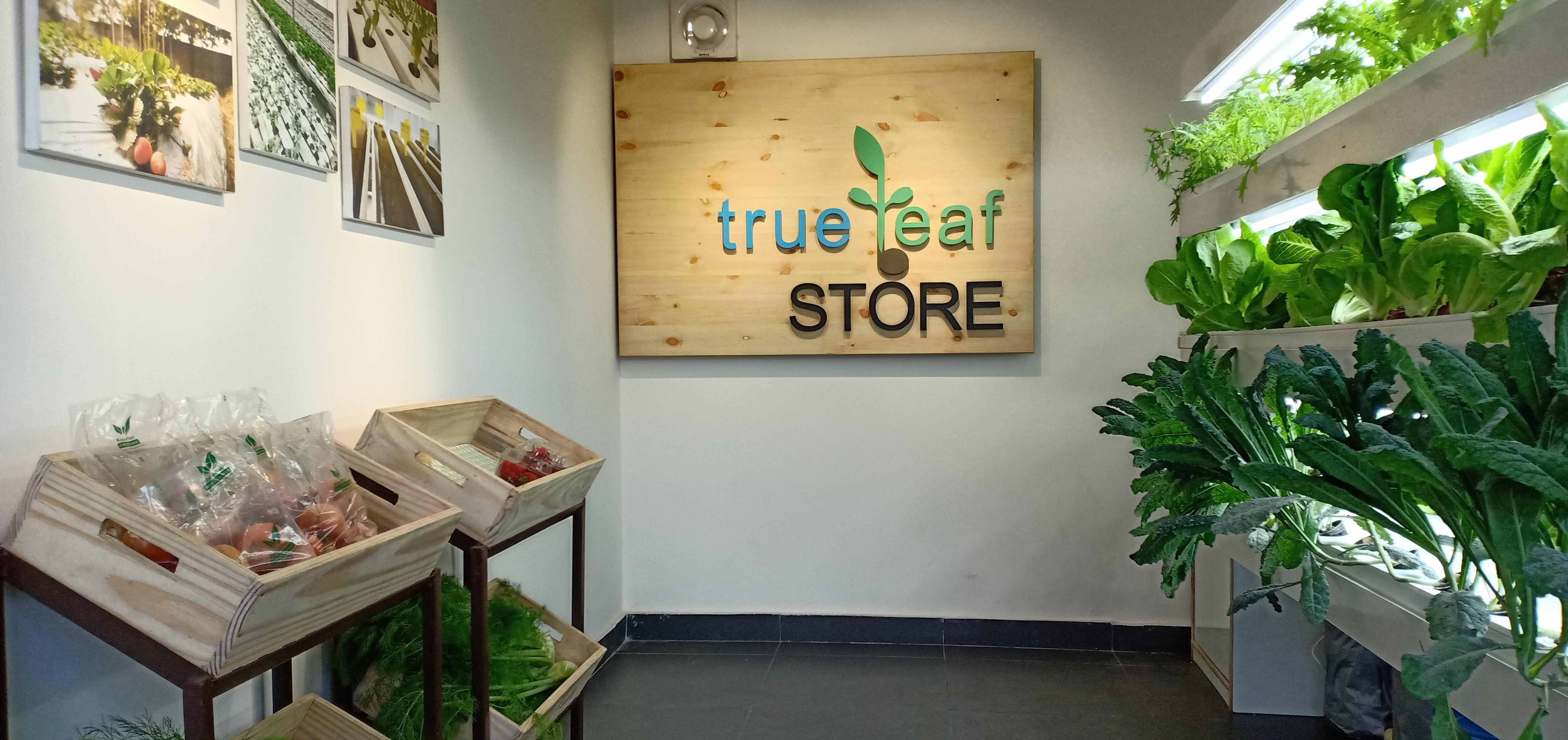 True Leaf, DLF Phase 3, Gurgaon | Zomato