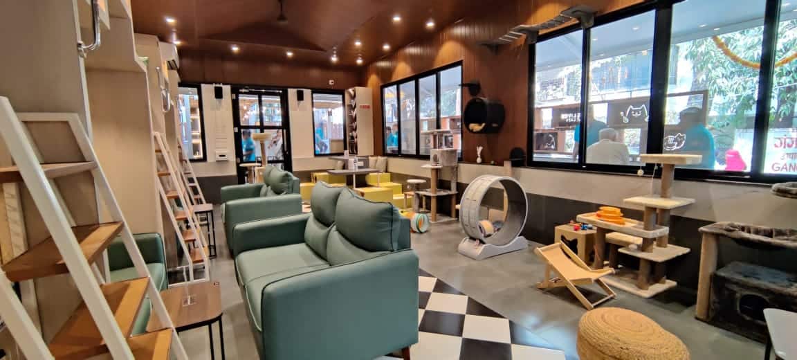Nine Lives Cat Cafe, FC Road, Pune | Zomato