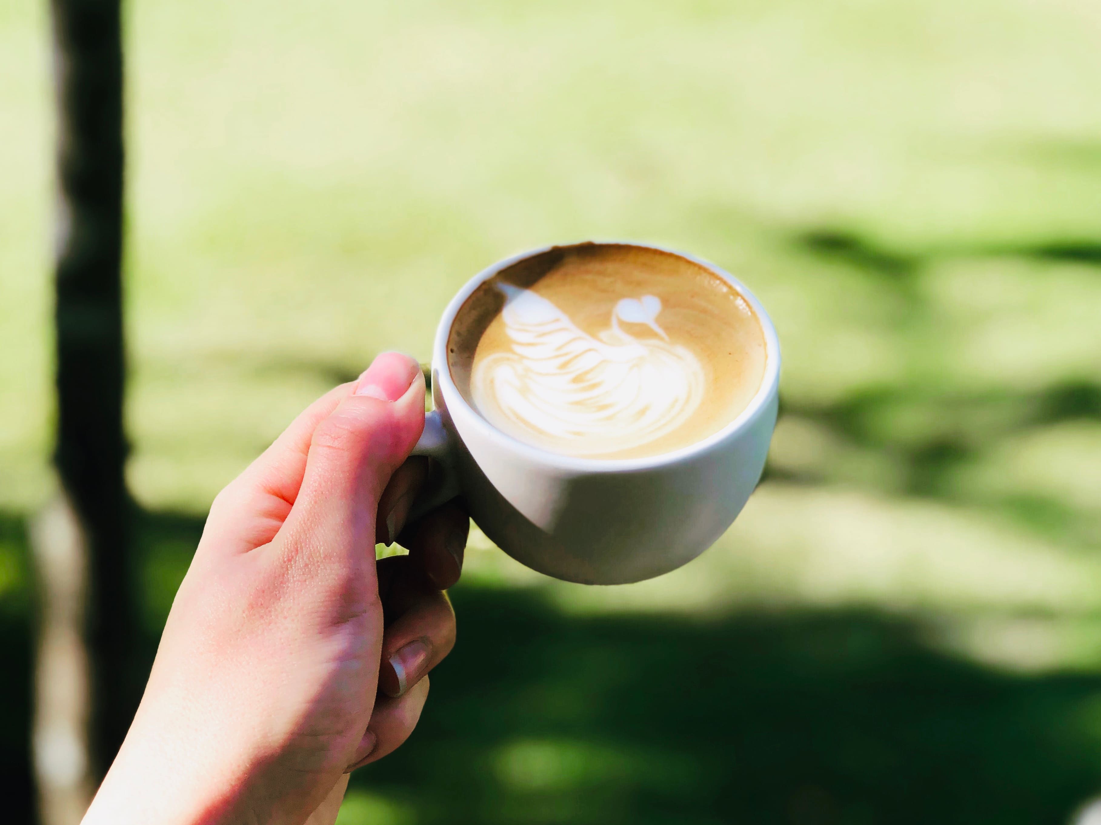 Mt Cootha Botanical Gardens Cafe Menu | Fasci Garden