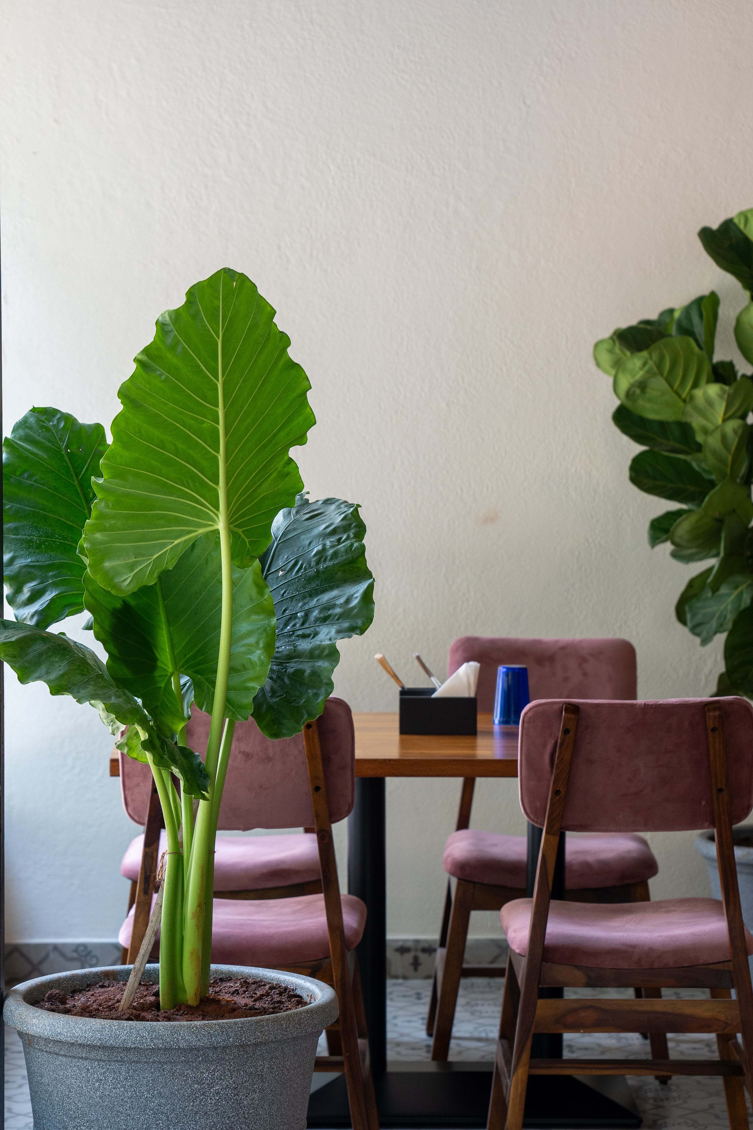 Mezze, Anna Nagar East, Chennai | Zomato