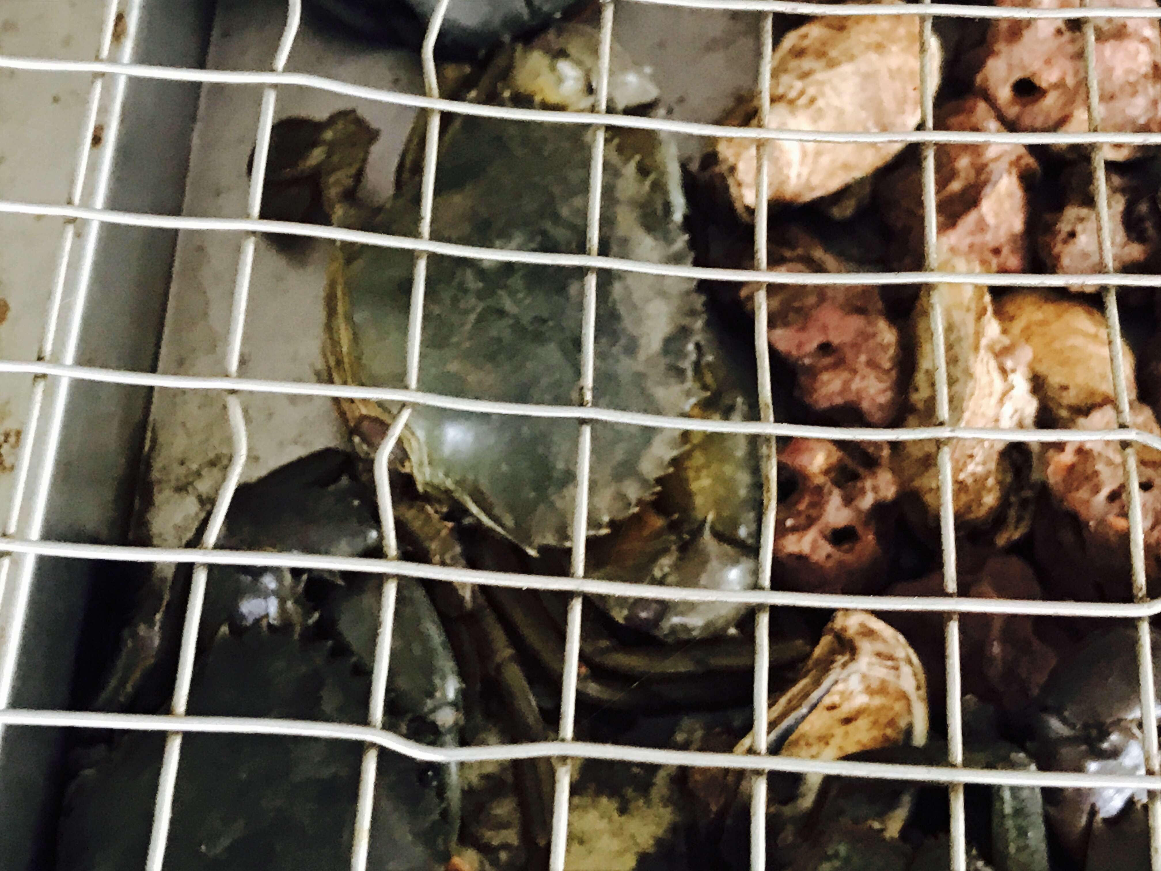 Fat Fish, Baga, Goa - Zomato