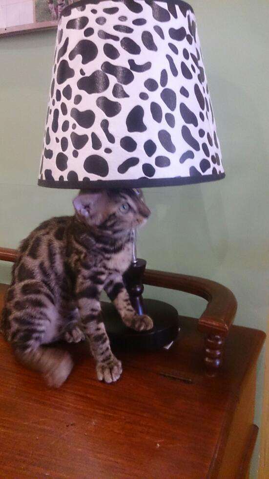 Bengal Brew Cat Cafe Reviews, User Reviews for Bengal Brew Cat Cafe ...