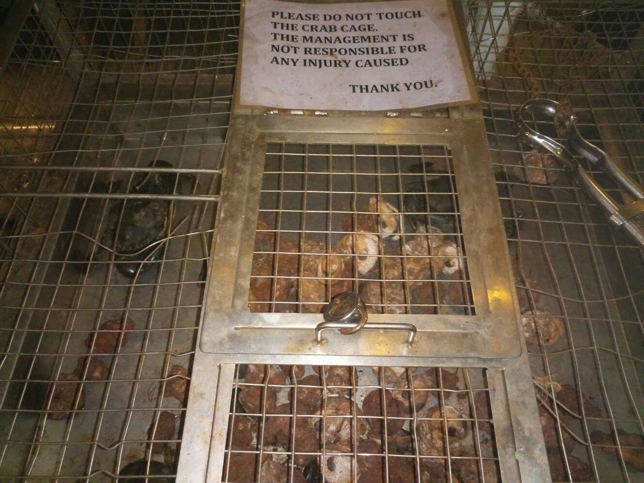 Fat Fish, Baga, Goa - Zomato