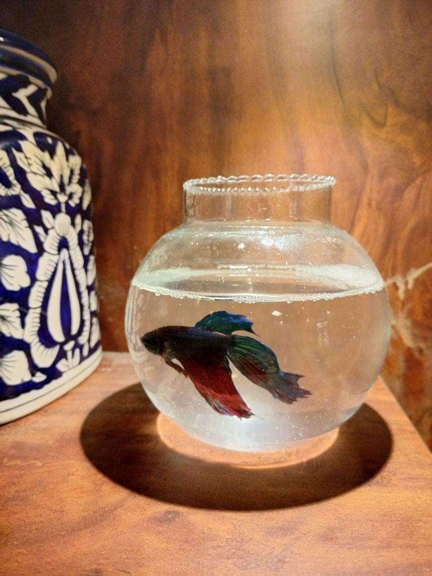 Photos of Kolkata Rajbari, Pictures of Kolkata Rajbari, Kolkata | Zomato