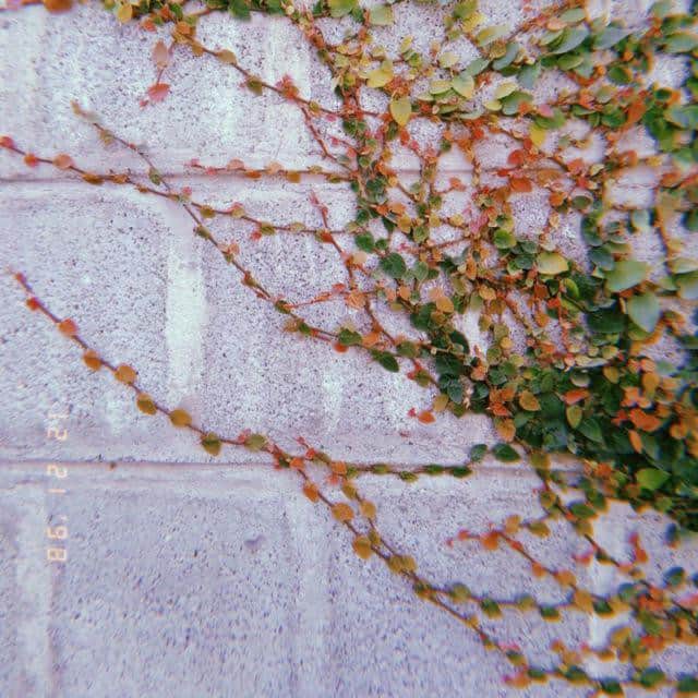 Chamiers Cafe, Chennai, Nandanam - Restaurant menu, prices and reviews