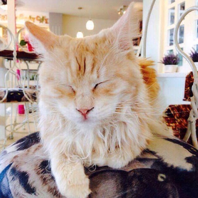 Good Shepherd - Bahay Pastulan, Tagaytay - Restaurant menu and reviews